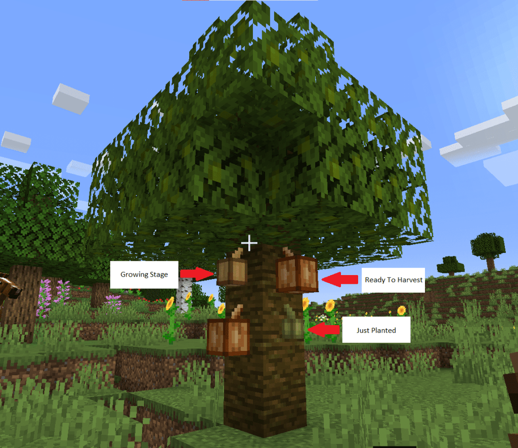 How to Grow Cocoa Beans in Minecraft: A Farmer's Guide